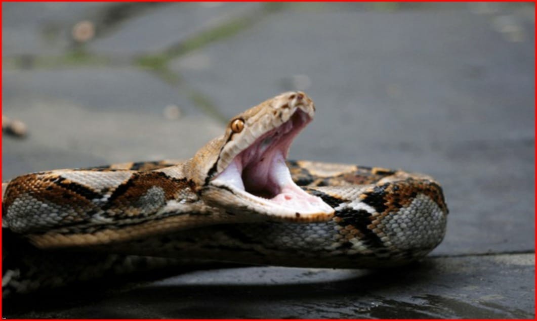 17 Feet Python : আসাম বিশ্ববিদ্যালয়ে উদ্ধার হল ১০০ কেজি ওজনের অজগর ...